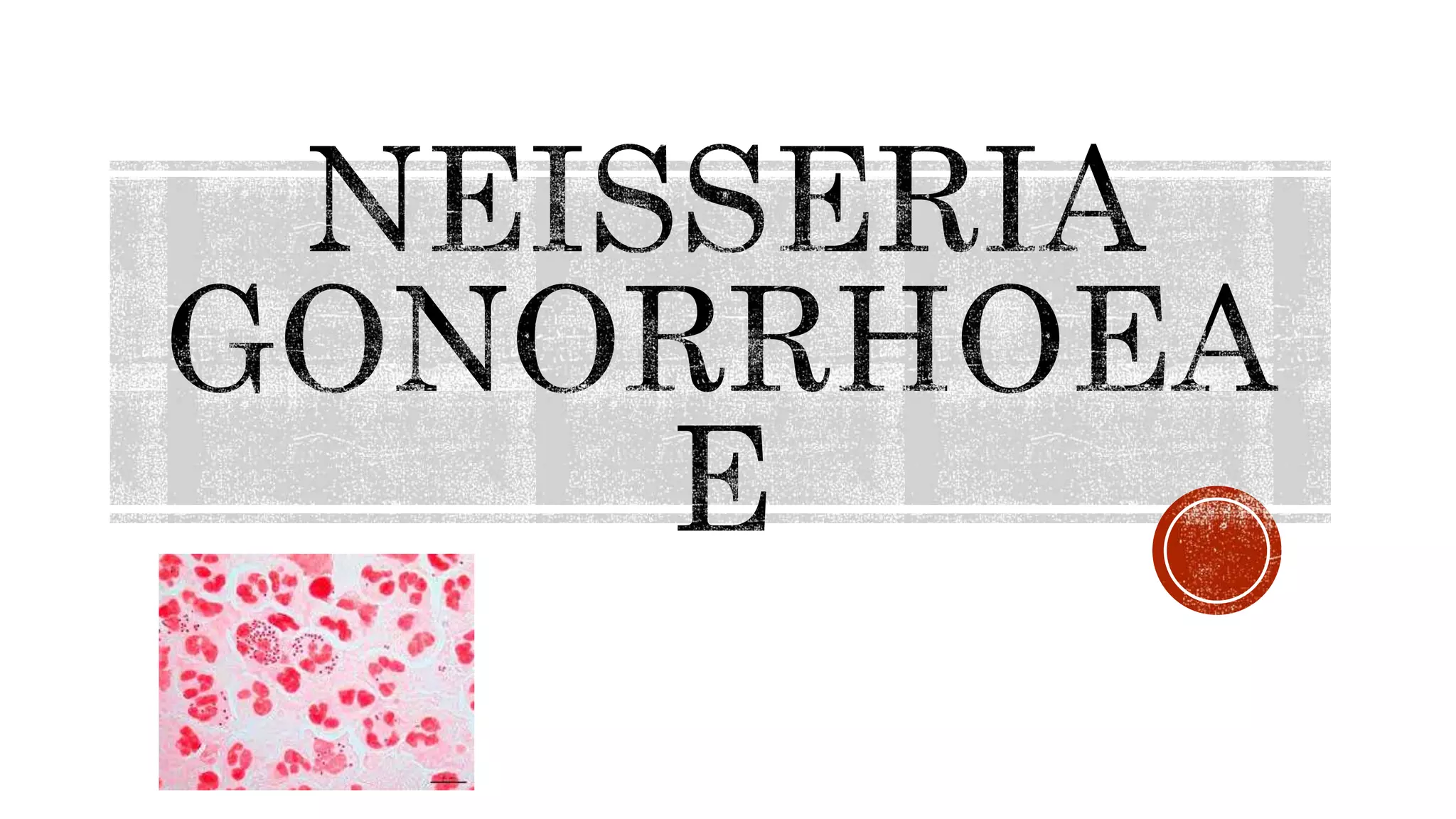Lecture 12 (G+ & G- cocci ;STAPH& NEISSERIA).pptx | Free Download
