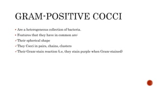 Lecture 12 (G+ & G- cocci ;STAPH& NEISSERIA).pptx