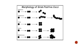 Lecture 12 (G+ & G- cocci ;STAPH& NEISSERIA).pptx