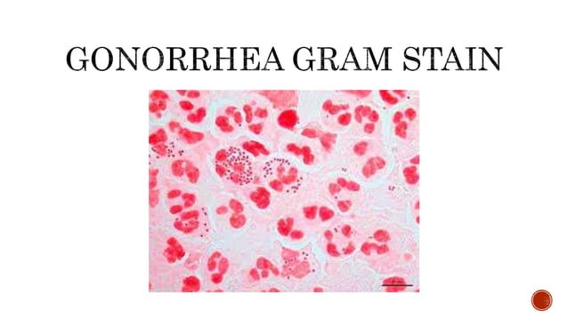 Lecture 12 (G+ & G- cocci ;STAPH& NEISSERIA).pptx