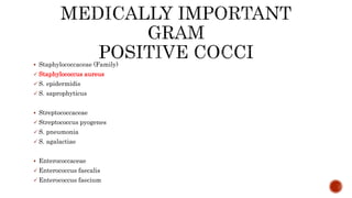 Lecture 12 (G+ & G- cocci ;STAPH& NEISSERIA).pptx