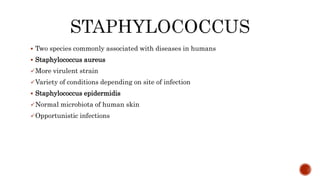 Lecture 12 (G+ & G- cocci ;STAPH& NEISSERIA).pptx