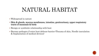 Lecture 12 (G+ & G- cocci ;STAPH& NEISSERIA).pptx