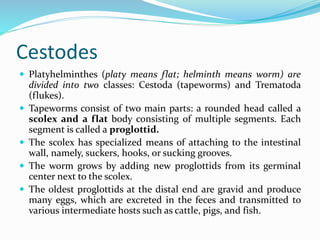 Lecture 12 Metazoa_1.pptx