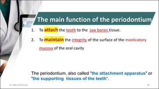 The Normal Periodontium | PPT