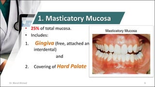 The Normal Periodontium | PPT