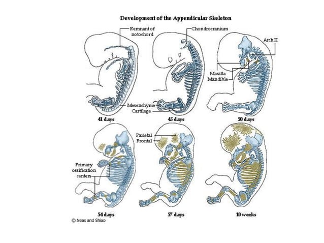 Lecture 12 the skeleton embryology pdf