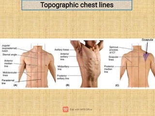 Lecture 12 Topographic anatomy of the chest.pdf