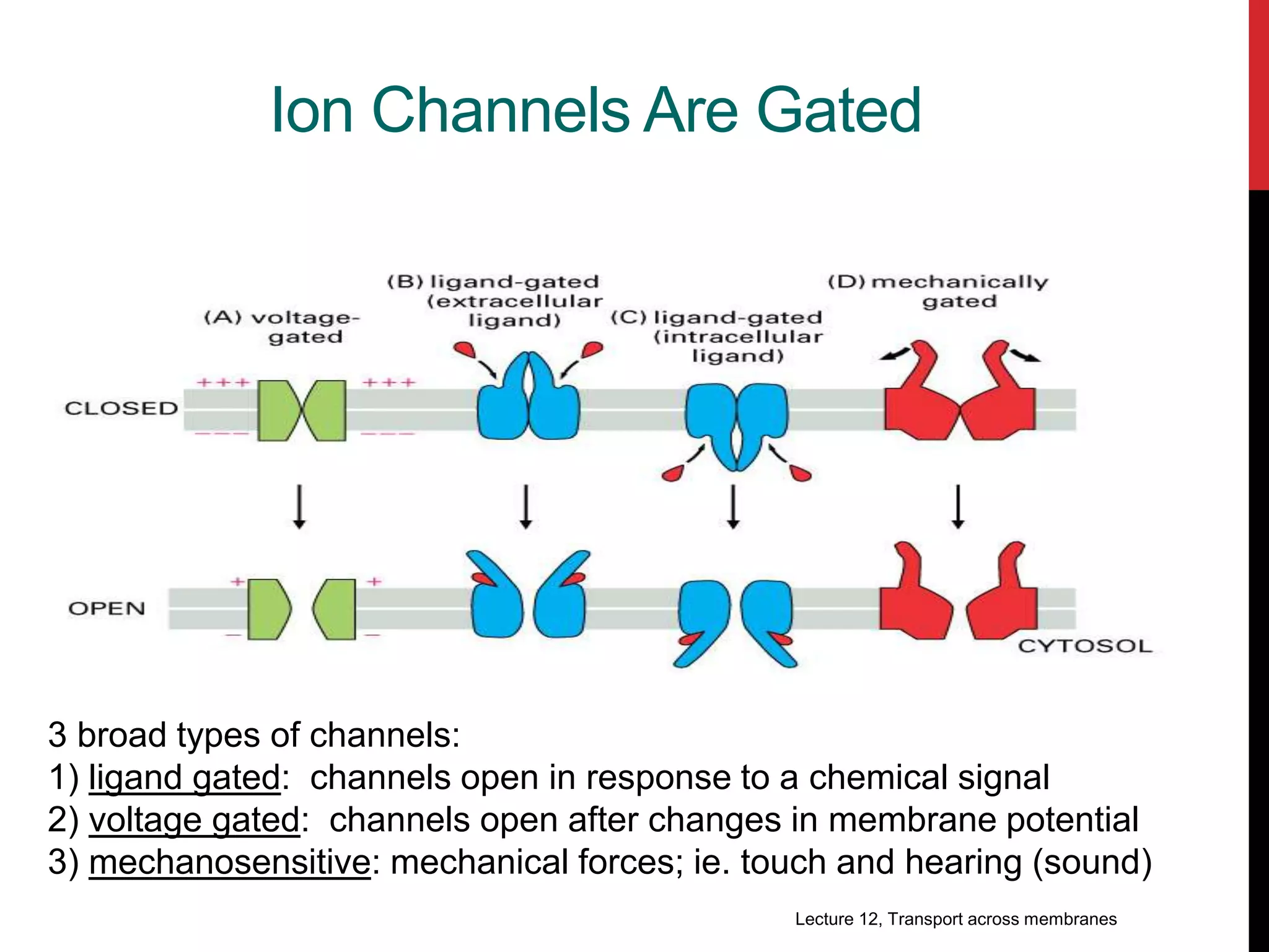 Lecture 12 Transport Across Biological Membranes.pptx