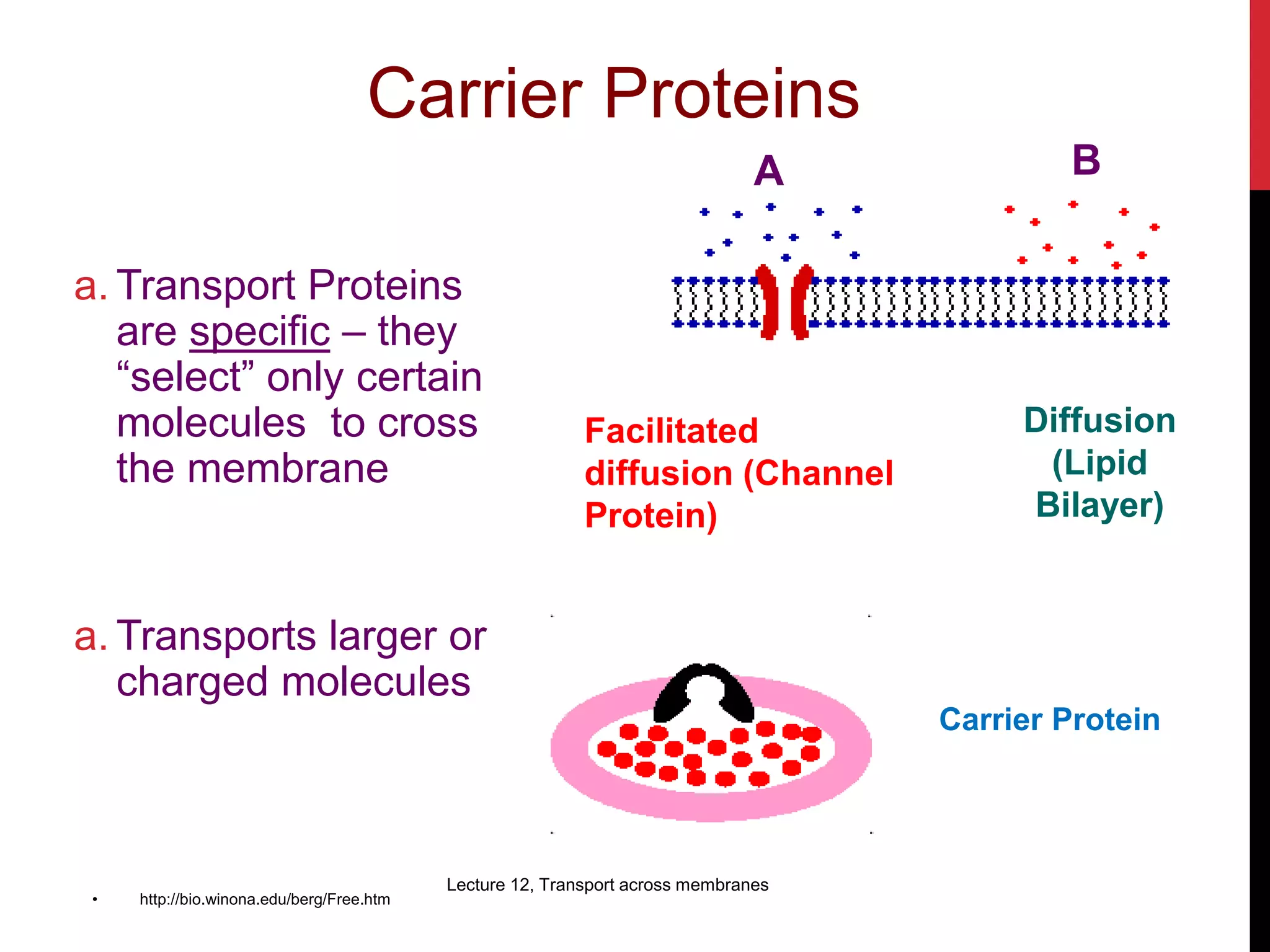 Lecture 12 Transport Across Biological Membranes.pptx