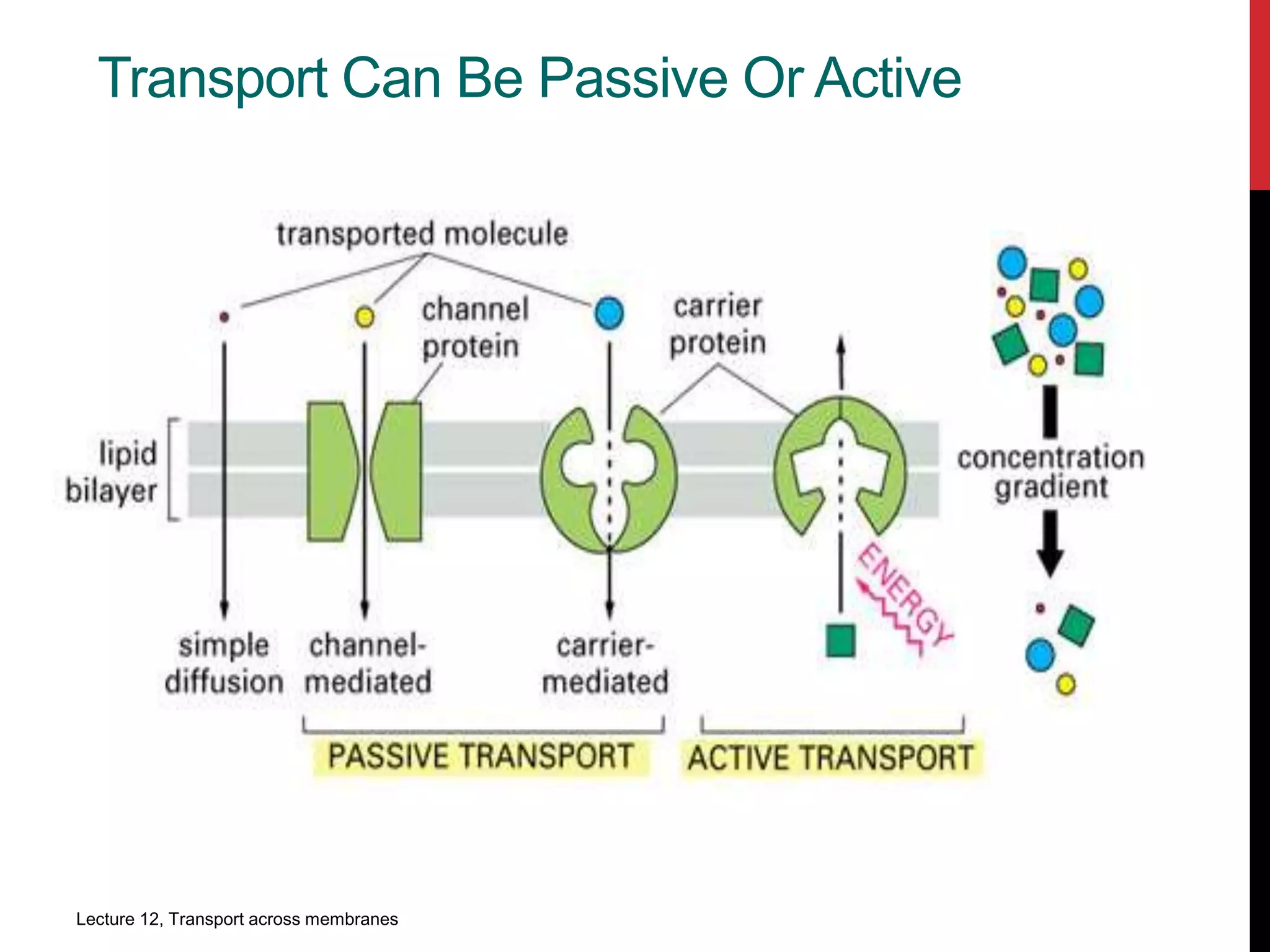 Lecture 12 Transport Across Biological Membranes.pptx