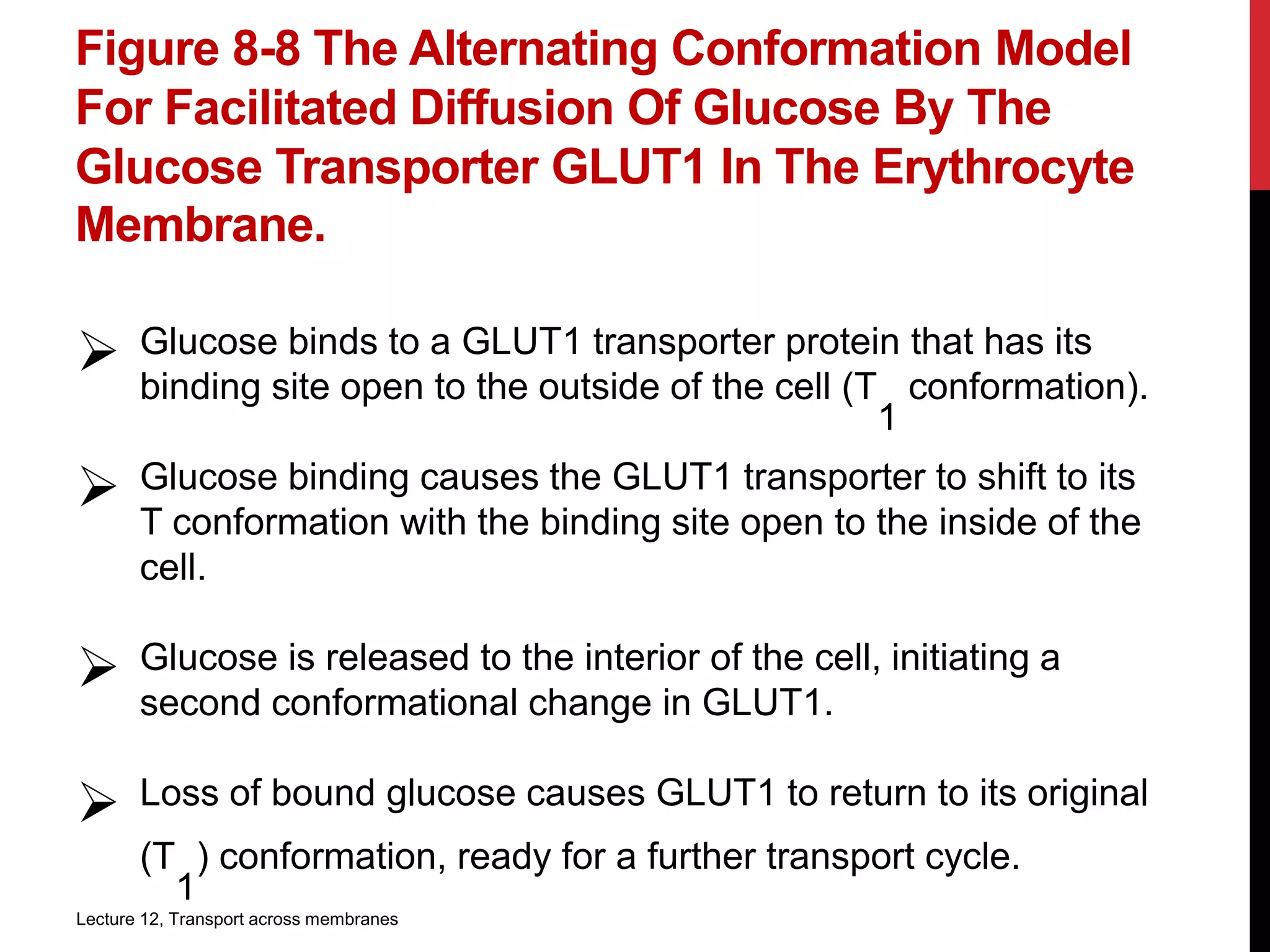 Lecture 12 Transport Across Biological Membranes.pptx