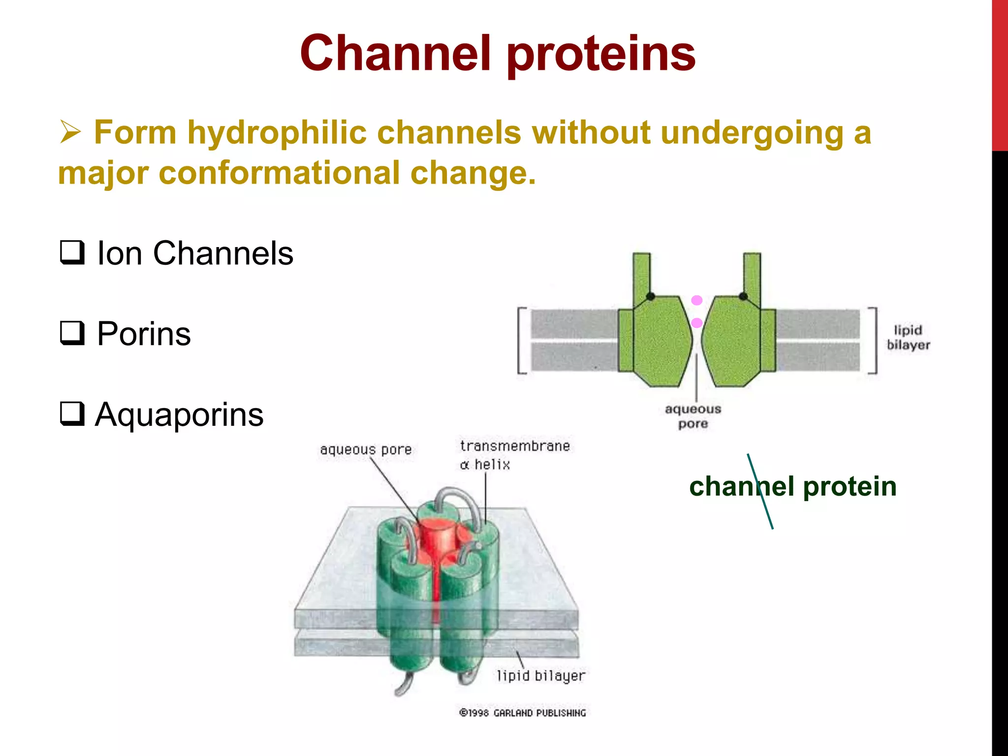 Lecture 12 Transport Across Biological Membranes.pptx