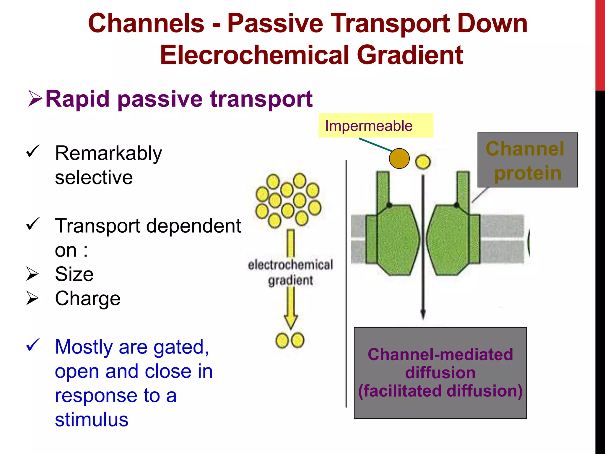 Lecture 12 Transport Across Biological Membranes.pptx