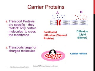 Lecture 12 Transport Across Biological Membranes.pptx