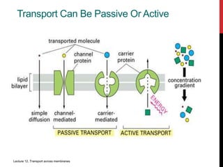 Lecture 12 Transport Across Biological Membranes.pptx