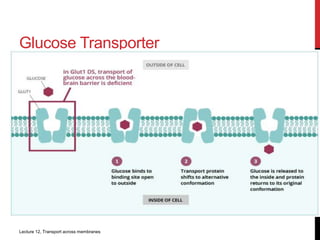 Lecture 12 Transport Across Biological Membranes.pptx