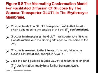 Lecture 12 Transport Across Biological Membranes.pptx