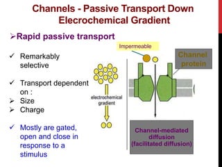 Lecture 12 Transport Across Biological Membranes.pptx
