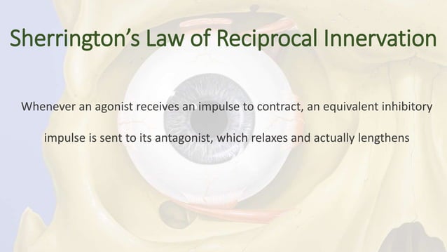 Sherrington’s Law | PPTX | Physical Therapy | Wellness