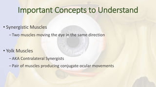 Sherrington’s Law | PPTX