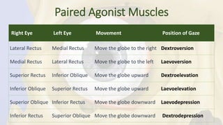 Sherrington’s Law | PPTX