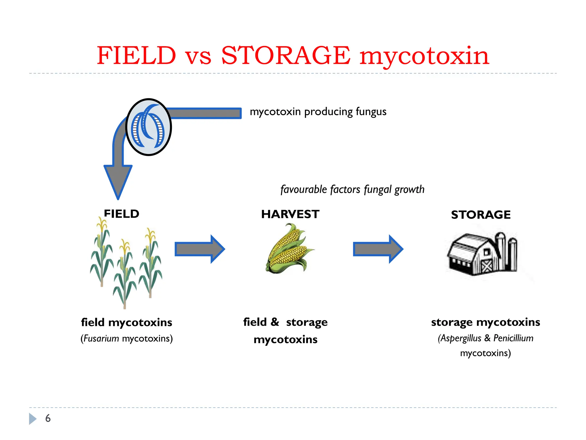 Lecture 13. Mycotoxins like aflatoxin.pdf