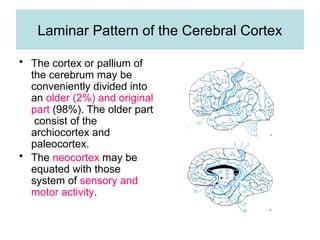 Lecture 1, 3 семестр.pptx the process, Salon or four brain | PPT