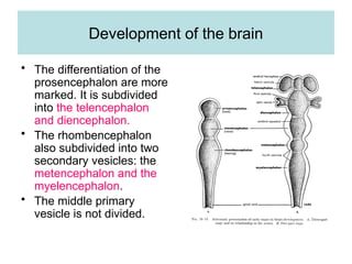 Lecture 1, 3 семестр.pptx the process, Salon or four brain | PPTX