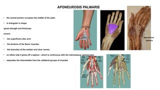 Lecture №13. Muscles of the upper limb.pptx