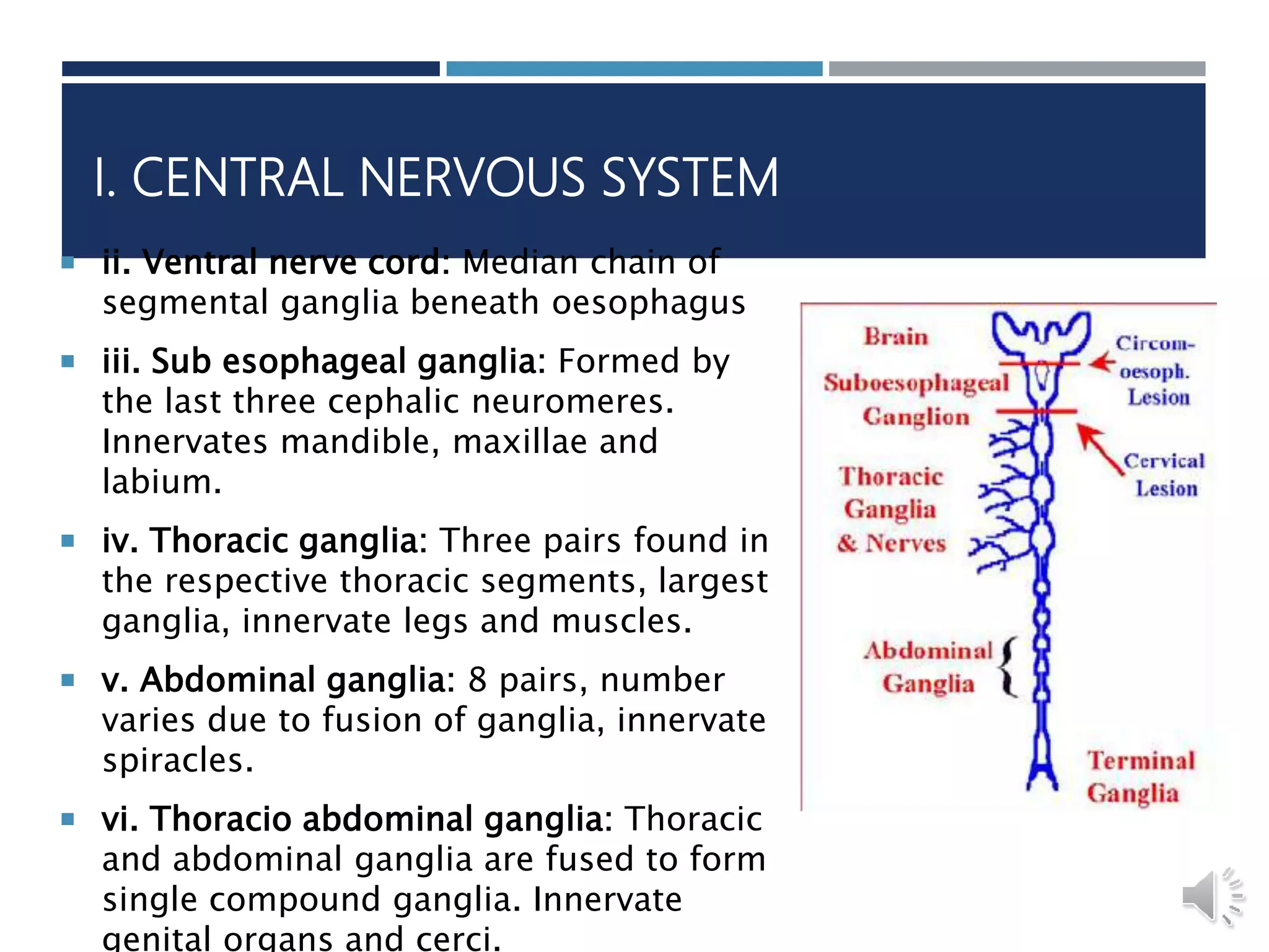 Lecture 13 insect nervous system | PPSX