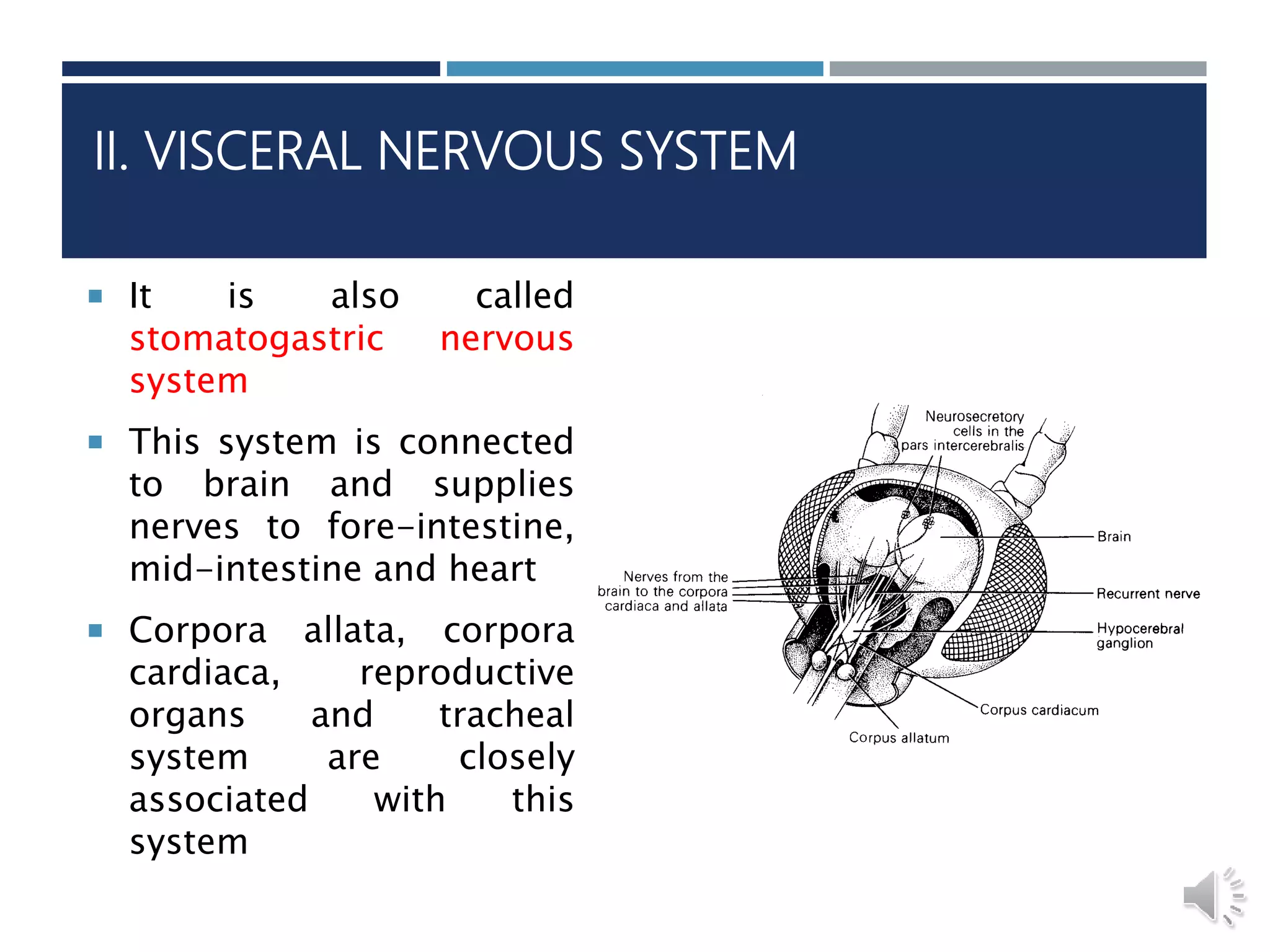 Lecture 13 insect nervous system | PPSX