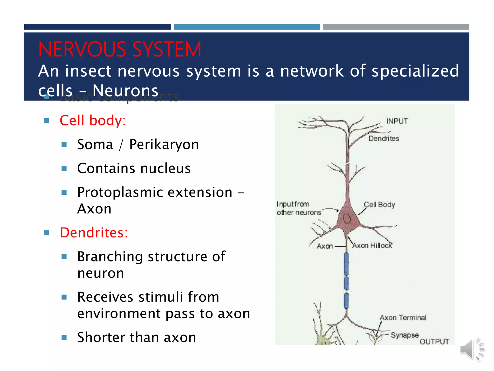 Lecture 13 insect nervous system | PPSX