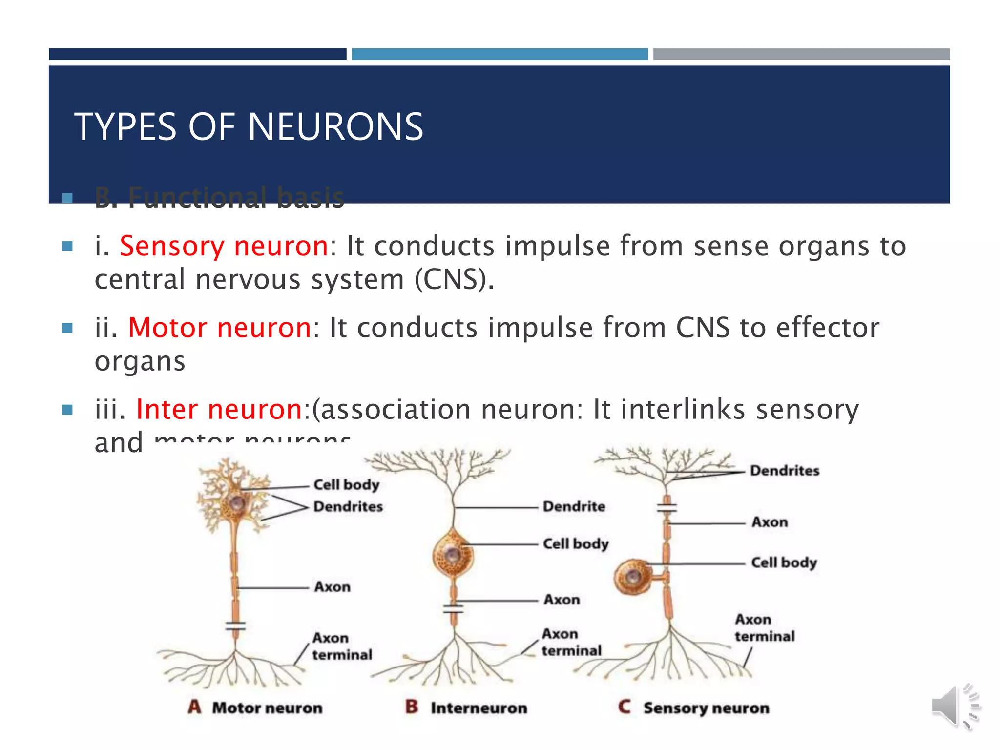 Lecture 13 insect nervous system | PPSX