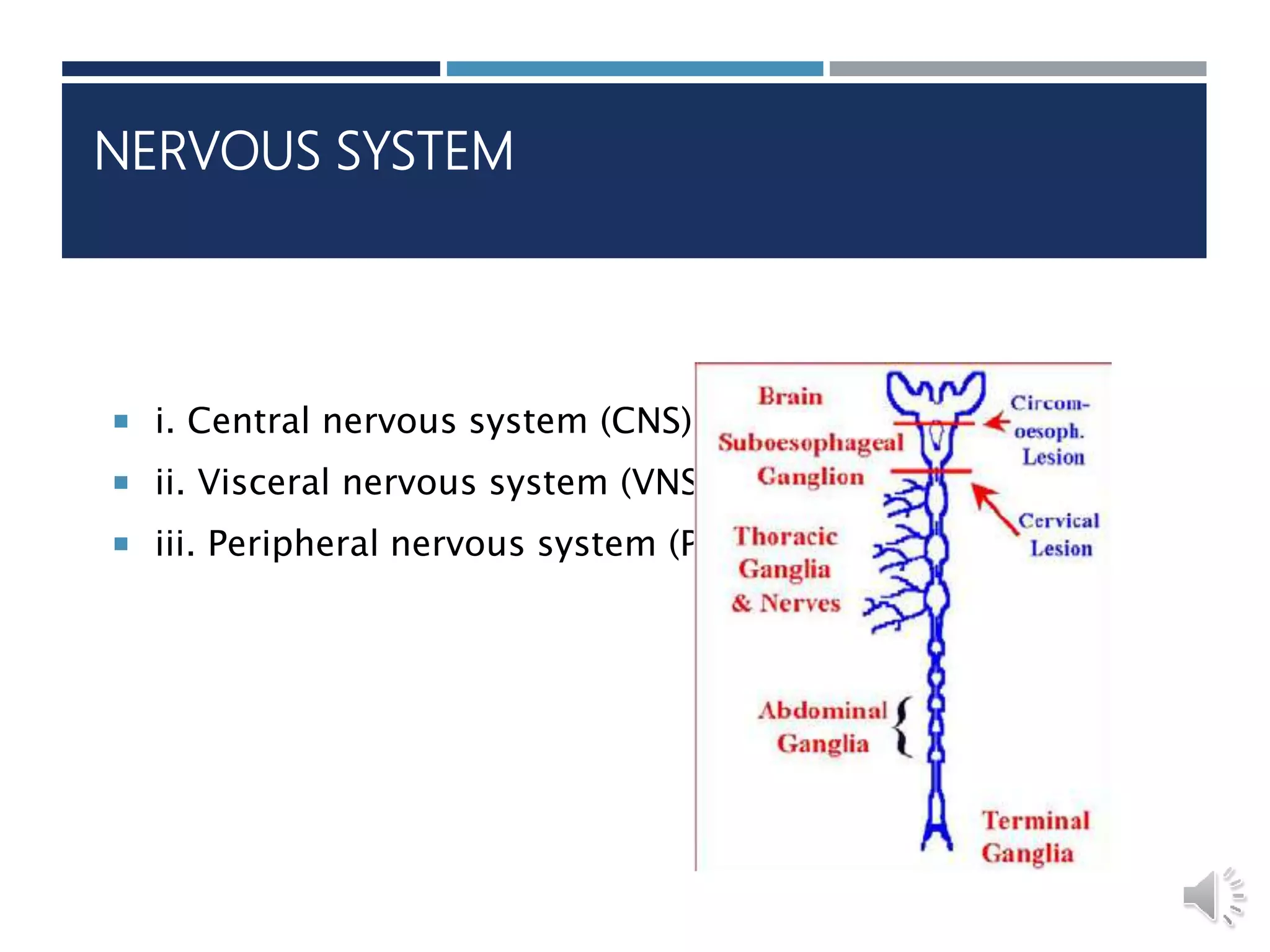 Lecture 13 insect nervous system | PPSX