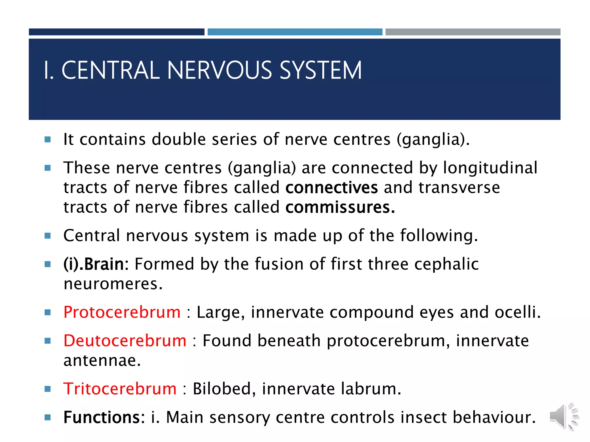 Lecture 13 insect nervous system | PPSX
