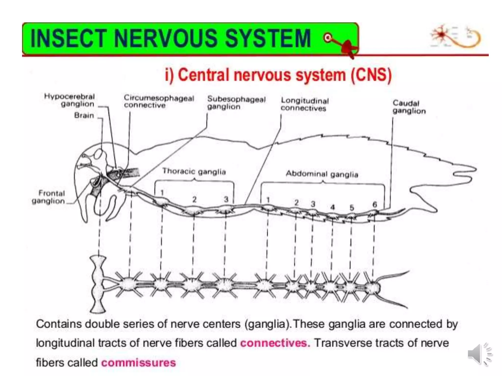 Lecture 13 insect nervous system | PPSX