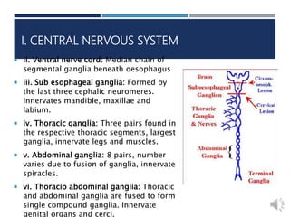 Lecture 13 insect nervous system | PPSX
