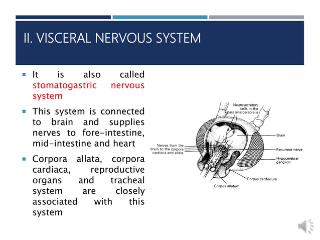Lecture 13 insect nervous system | PPSX | Brain and Nervous System ...