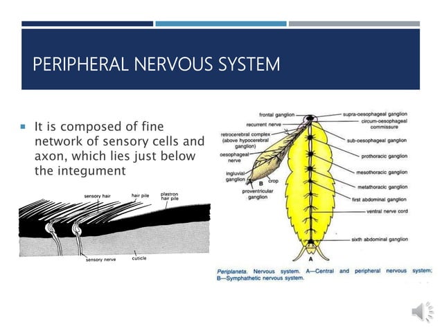 Lecture 13 insect nervous system | PPSX | Brain and Nervous System ...