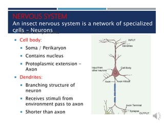 Lecture 13 insect nervous system | PPSX | Brain and Nervous System ...