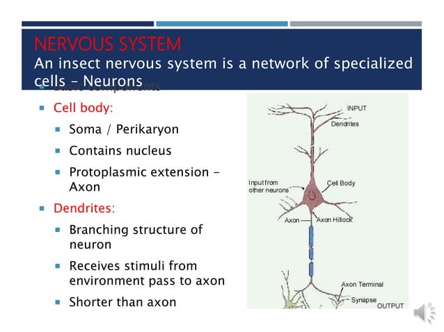 Lecture 13 insect nervous system | PPSX | Brain and Nervous System ...