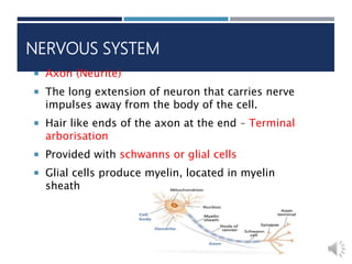 Lecture 13 insect nervous system | PPSX