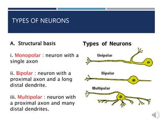 Lecture 13 insect nervous system | PPSX