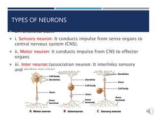 Lecture 13 insect nervous system | PPSX