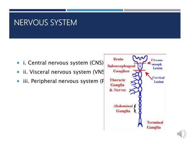 Lecture 13 insect nervous system | PPSX | Brain and Nervous System ...