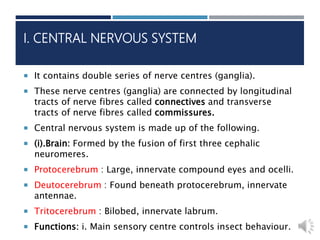 Lecture 13 insect nervous system | PPSX