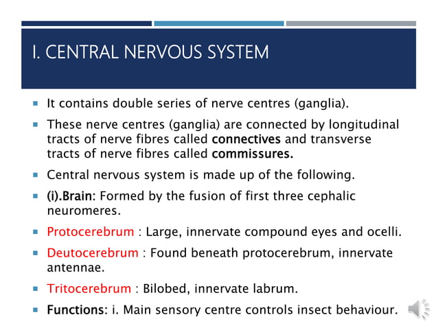 Lecture 13 insect nervous system | PPSX | Brain and Nervous System ...