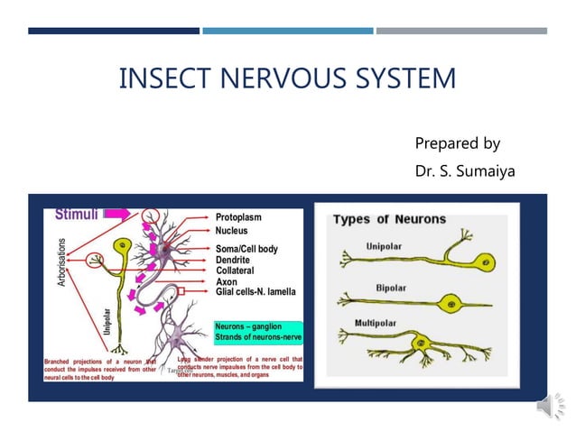 Lecture 13 insect nervous system | PPT