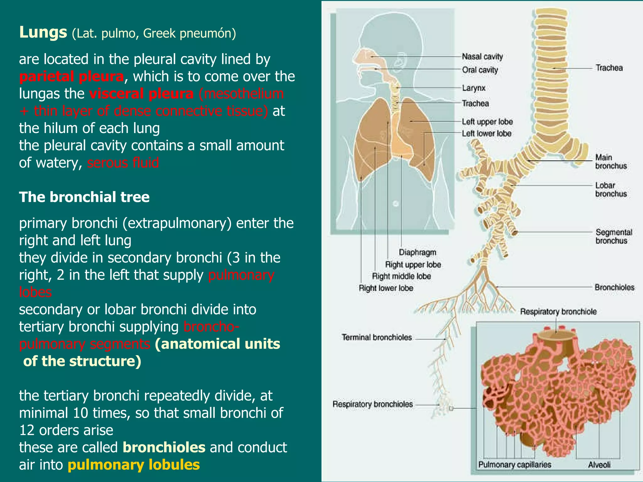 Lecture13 microscopic structure of the respiratory | PPT